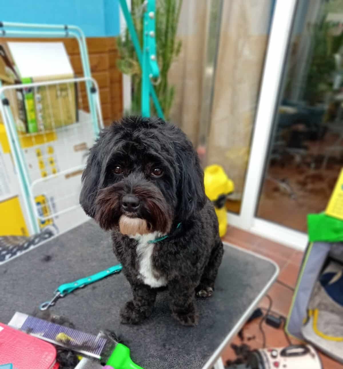Boomer - Trimtijd